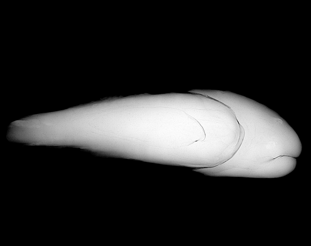 Unique “Fish” Pearl – British Pearl Association